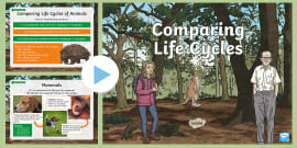 Animal Life Cycles for Children | PowerPoint (teacher made)