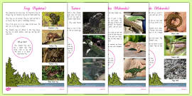 NZ Native Bird Colouring Pages Pack - New Zealand Birds