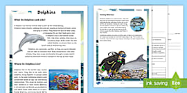 What Are Dolphins? | Dolphin Facts for Kids | Twinkl