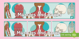 What Connects Muscle to Bone? Teaching Wiki - Twinkl