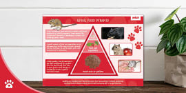 Parts of the Body of a Gerbil - Display Poster