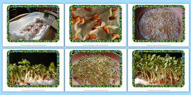 Planting Cress Seeds KS1 Display Resources (teacher made)