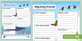 Animal Migration Research Worksheet / Worksheet-Australia