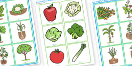 Fruit and Vegetable Plant Matching Cards (teacher made)