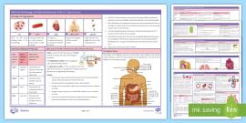 AQA Biology Unit 2: The Digestive System Cover Lesson Pack - Unit 4.2 ...