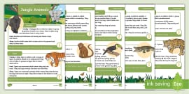 Australian Animals Fact Files (teacher made) - Twinkl