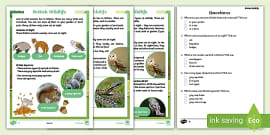Hedgehogs Reading Comprehension (teacher made)