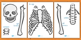 Human Body Organs Display Posters - human body organs display