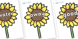 Sunflower Lifecycle Word Cards (teacher made) - Twinkl