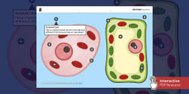 Cell Structure Word Mat | KS3 Biology | Beyond