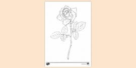 FREE! - Lancaster Rose Colouring | Colouring Sheet - Twinkl