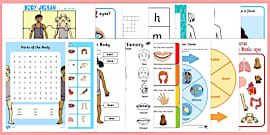 Human Anatomy | Facts and Resources for Kids - Twinkl