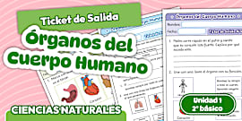 Actividad: órganos del cuerpo humano para imprimir