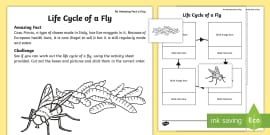 Life Cycles Differentiated Worksheets (teacher made)
