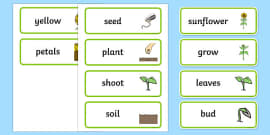 Sunflower Life Cycle Word Mat - Twinkl Early Years - Twinkl