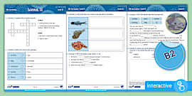 ESL Curriculum Level 13 Lesson 5 Interactive Activity Sheet