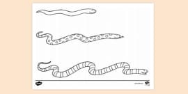 FREE! - Adder Colouring | Colouring Sheets (teacher made)