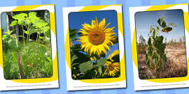 Sunflower Life Cycle Flashcards (teacher made)