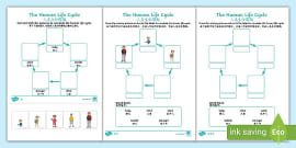 All About the Human Life Cycle PowerPoint - English/Mandarin Chinese