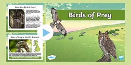 Birds of Prey Quiz (teacher made) - Twinkl