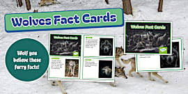 Wolves Fact File - Twinkl - KS2