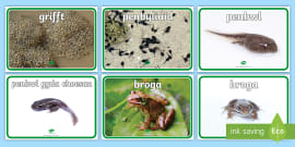 Ffotograffau Arddangos 'Y Planedau' (teacher made) - Twinkl