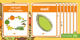 Anatomy of a Pumpkin Poster