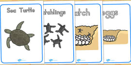 Printable Sea Turtle Life Cycle Flapbook | Twinkl USA