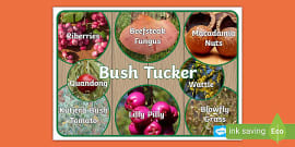 Bush Food Display Photos | Twinkl Pictures | Editable