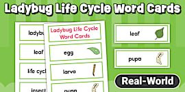 Ladybug Facts For Kindergarten | Teaching Wiki | Twinkl
