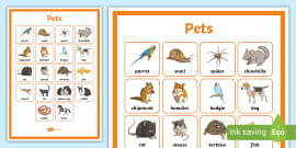 Month of Pets Timeline Posters (teacher made) - Twinkl