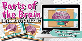 Parts of the Brain Cut and Stick Worksheet