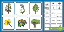 Identifying Native Scottish Trees PowerPoint (teacher made)