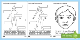 French Body Parts Vocabulary Cards - French Language