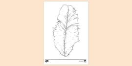Feather Colouring Page | Colouring Sheets (teacher made)