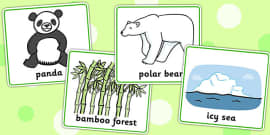 Bears Word Cards (teacher made) - Twinkl