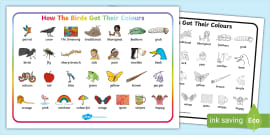 How the Birds Got Their Colours Story Sequencing Cards-Australia