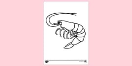 FREE! - Prawn / Shrimp Colouring Sheet | Sea Colouring Pages | KS1