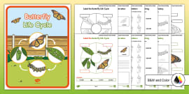 KS1 Spring Life Cycle Activity Sheet (teacher made) - Twinkl