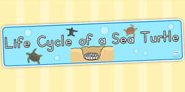 Turtle Life Cycle Display Photos (teacher made) - Twinkl