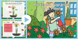 What are the Parts of a plant KS2? - Answered - Twinkl Teaching Wiki