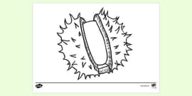 FREE! - Conker with Shell Colouring Sheet (teacher made)