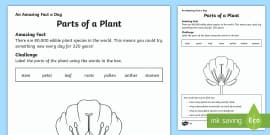 Plants Worksheet | Primary Resources | Twinkl (teacher made)