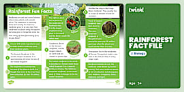KS2 Amazon Rainforest Fact File - Twinkl