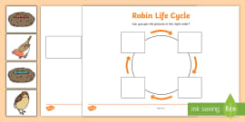 The Robin Powerpoint 1st and 2nd Class (teacher made)