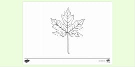 Maple Tree Colouring Sheet | Primary Colouring Pages | KS1