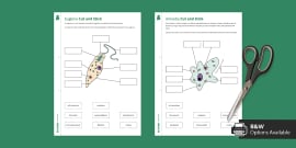 Unicellular Organisms Labelling Worksheets - Interactive