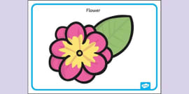 FREE! - Flower Poster | Display | Primary Resources - Twinkl