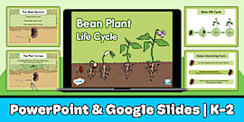 Plant Life Cycle PowerPoint & Google Slides | Twinkl USA