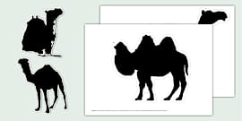 Camel Display Cut-Outs - Twinkl - KS1
